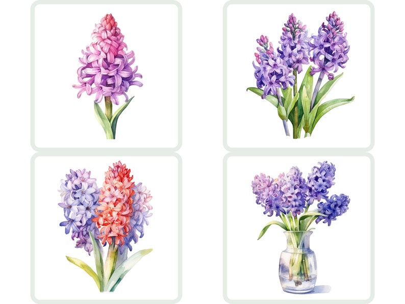 Watercolor Hyacinth Clipart, Floral PNG Images (digital Download) - Etsy