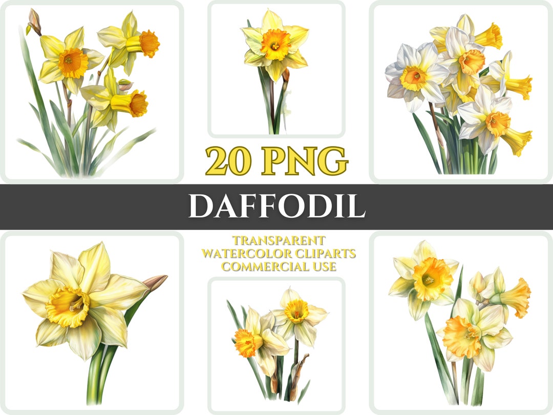 Watercolor Daffodil Clipart PNG Flower Blossom Image Romantic File ...