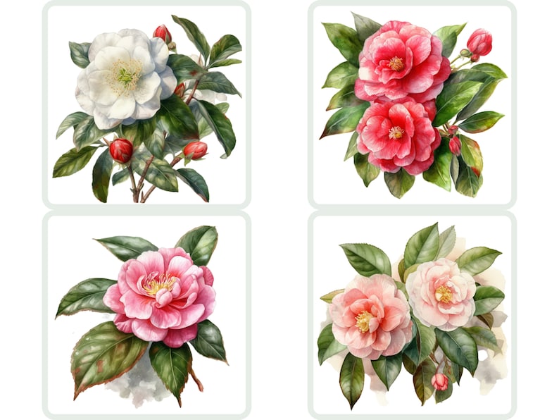 Watercolor Camellia Clipart PNG Flower Blossom Image Romantic - Etsy