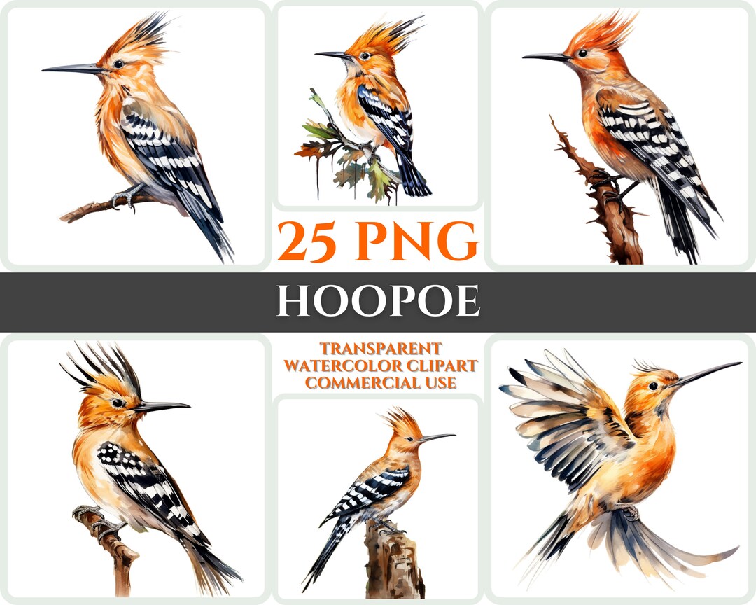 Watercolor Hoopoe Clipart Majestic Orange Bird Fly Bundle Sublimation ...