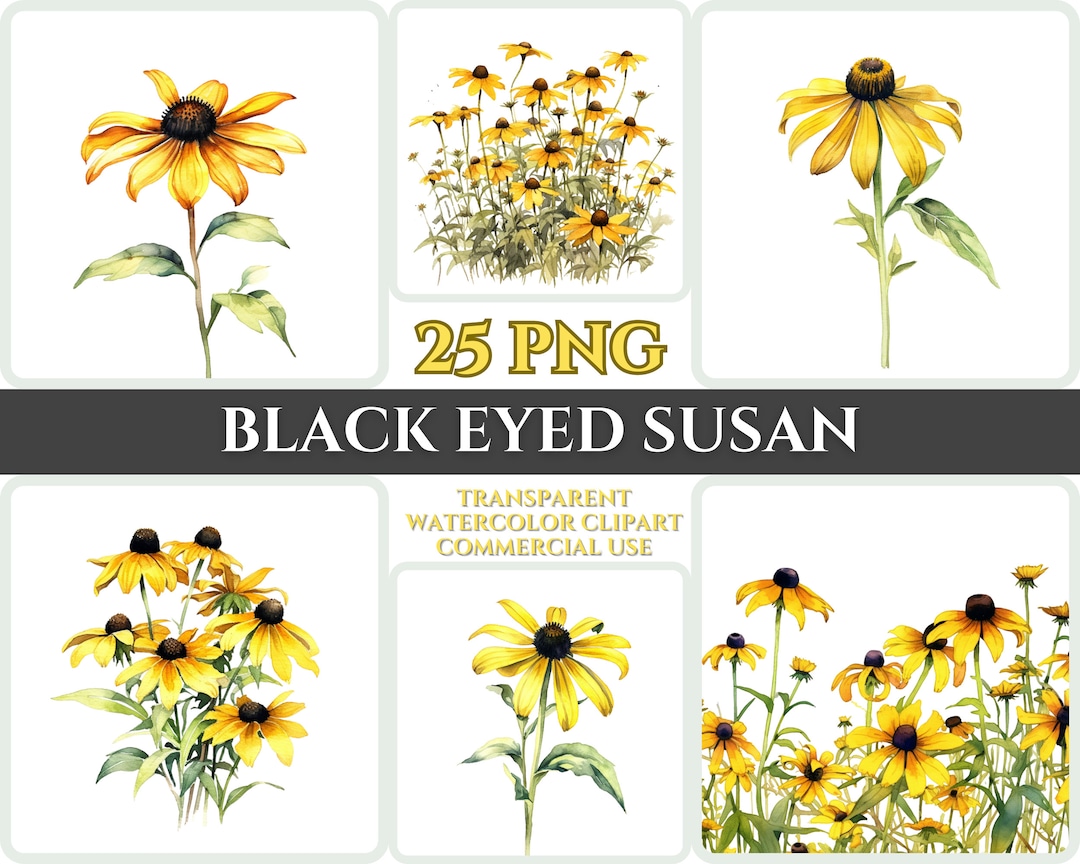 Watercolor Black Eyed Susan Clipart PNG Flower Blossom Image Romantic ...