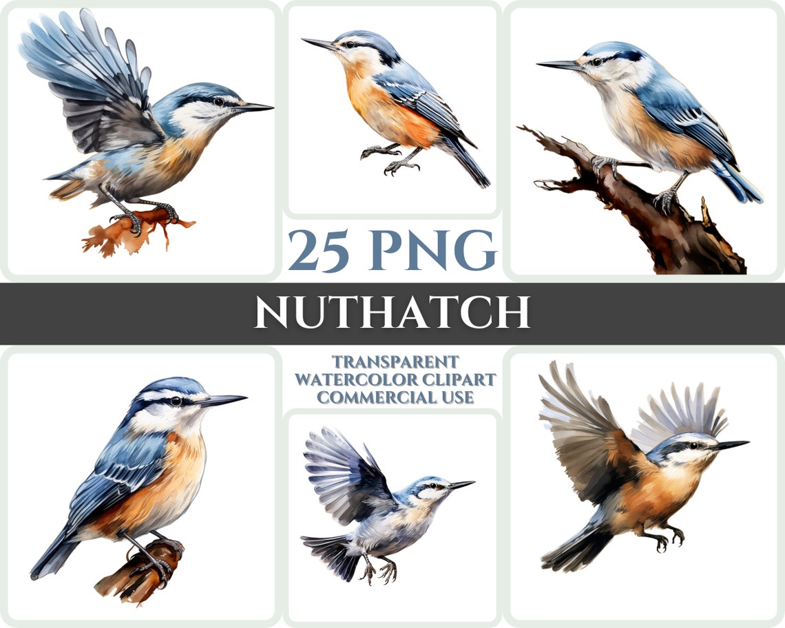 Watercolor Nuthatch Clipart Bundle, Blue Bird PNG (digital Download) - Etsy