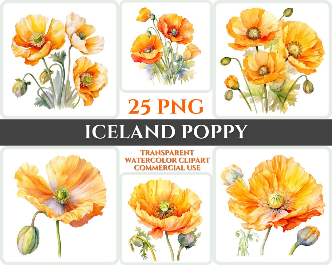 Watercolor Iceland Poppy Clipart, Floral PNG Images (digital Download ...