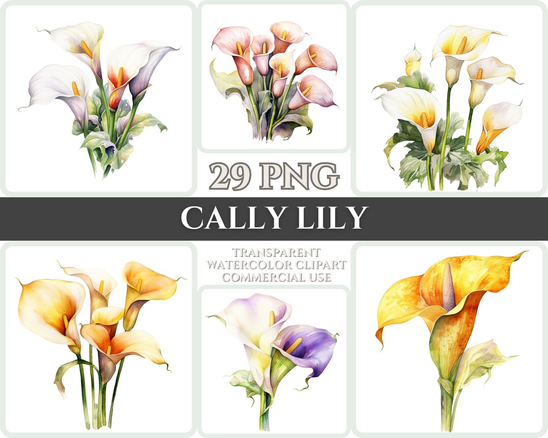 Watercolor Cally Lily Clipart PNG Flower Blossom Image Romantic File ...