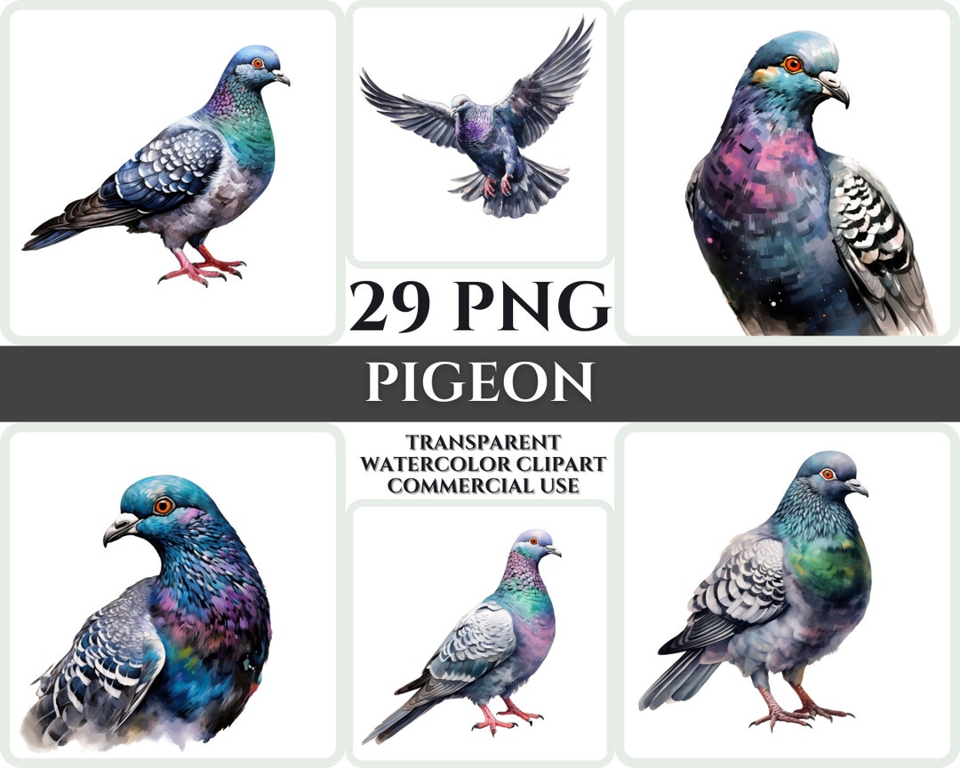 Watercolor Pigeon Clipart Bundle, Colorful Bird PNG (digital Printable ...