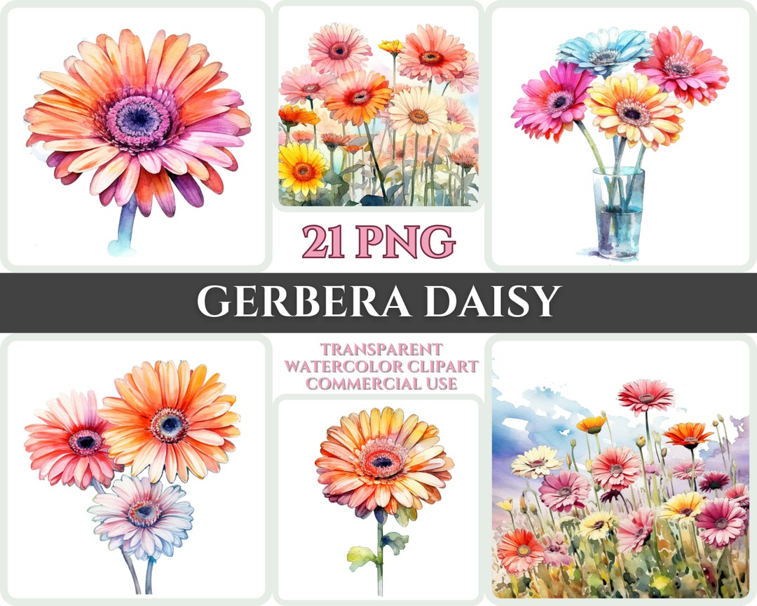 Watercolor Gerbera Daisy Clipart PNG Flower Blossom Image Romantic File ...