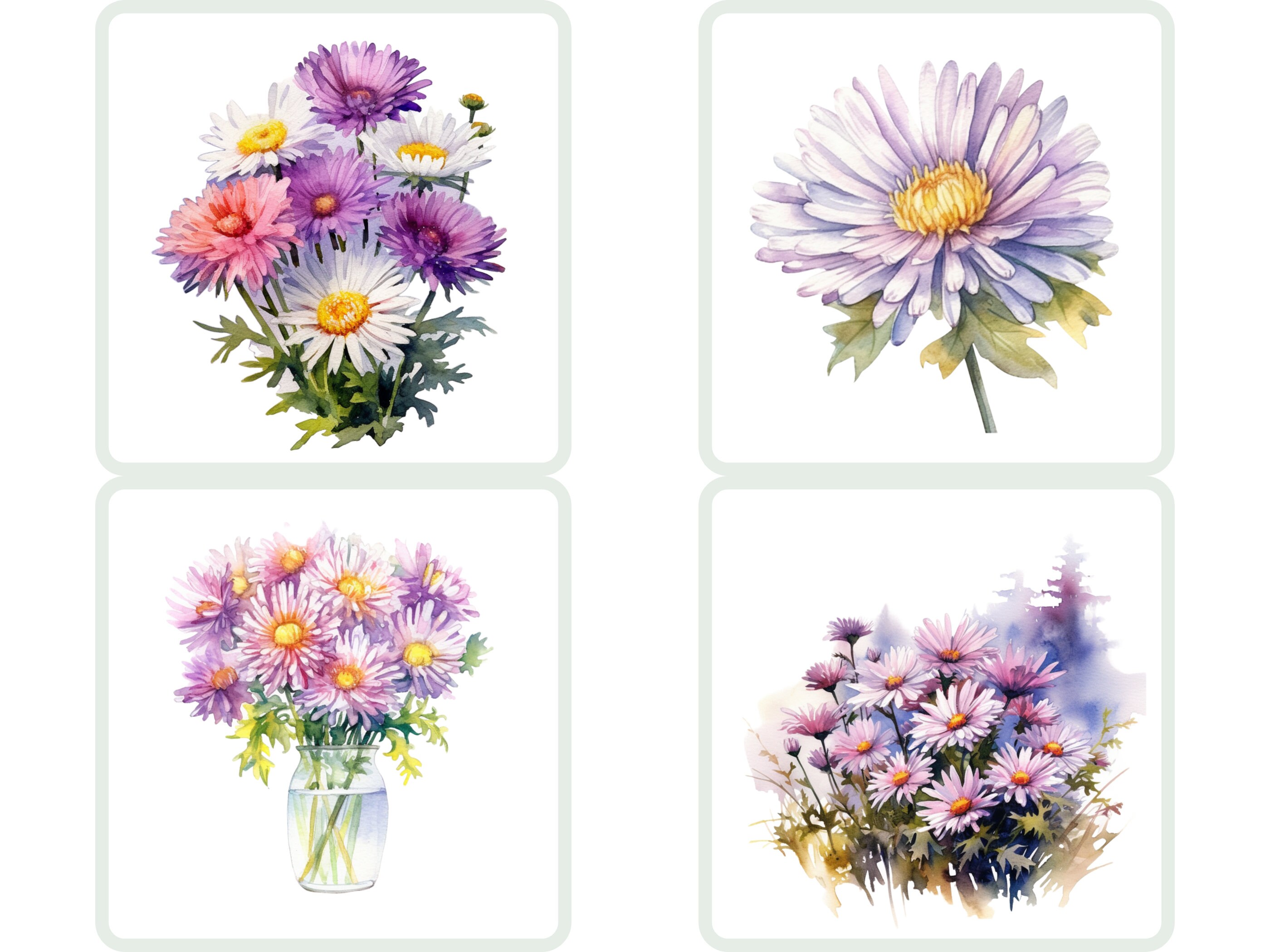 Watercolor Aster Clipart PNG Flower Blossom Image Romantic - Etsy