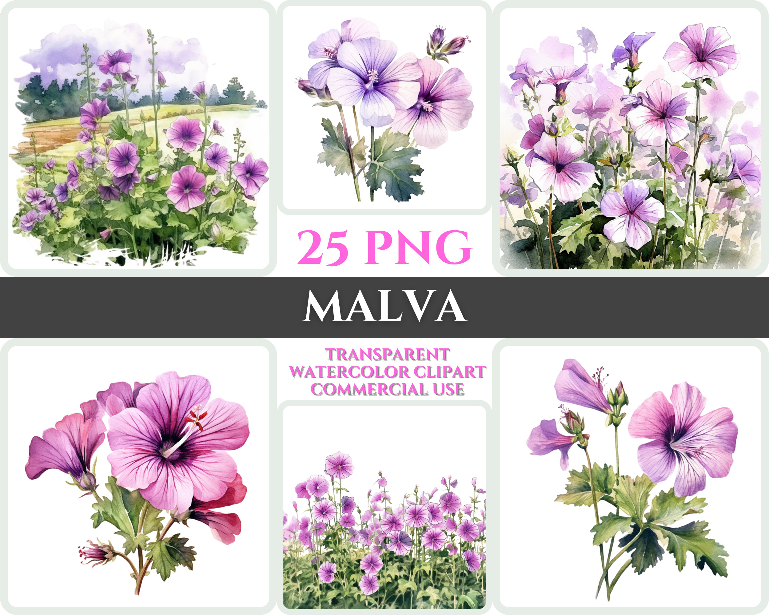 Watercolor Malva Clipart PNG Flower Blossom Image Romantic - Etsy
