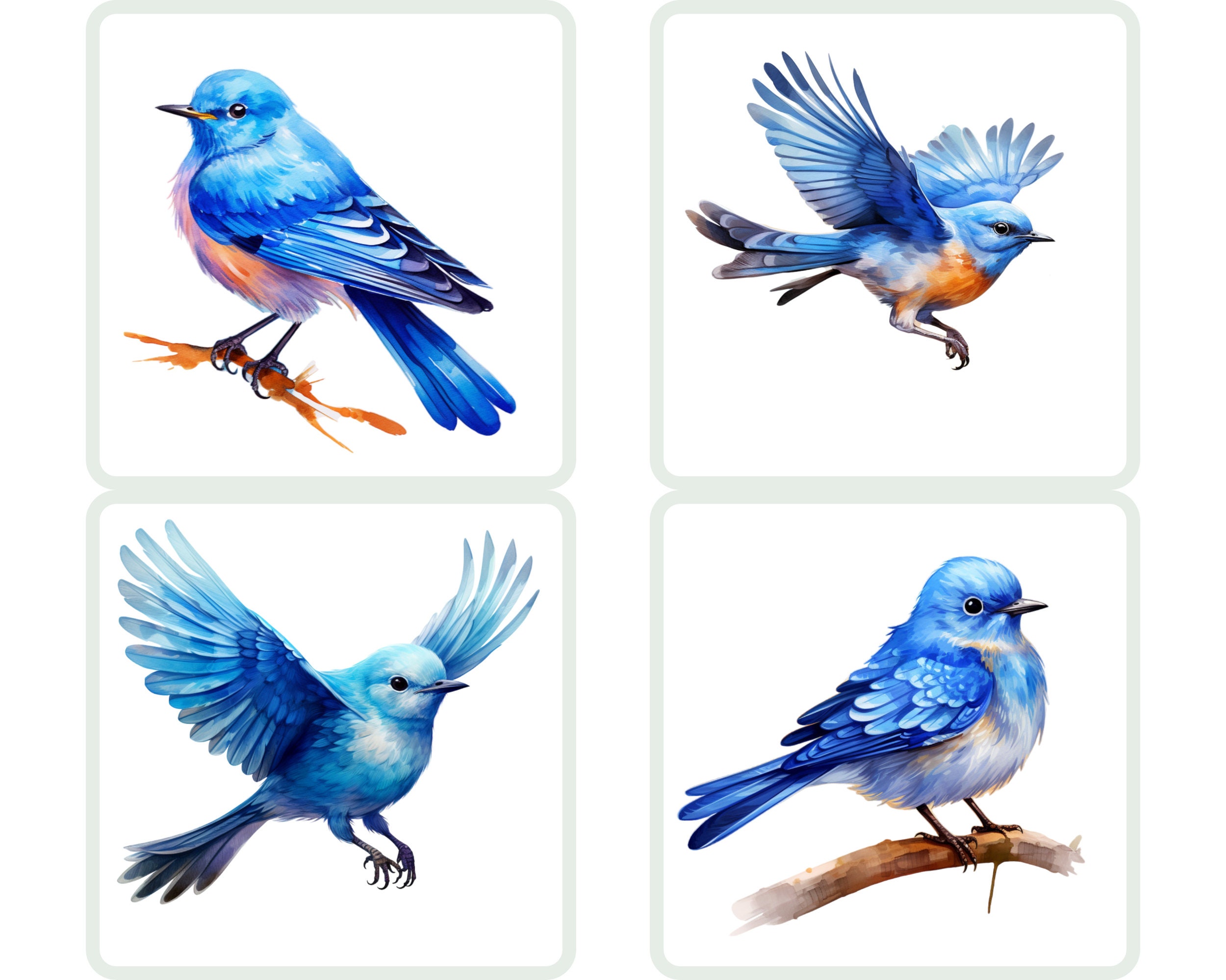 Watercolor Bluebird Clipart Bundle, Feather Design (digital Printable ...