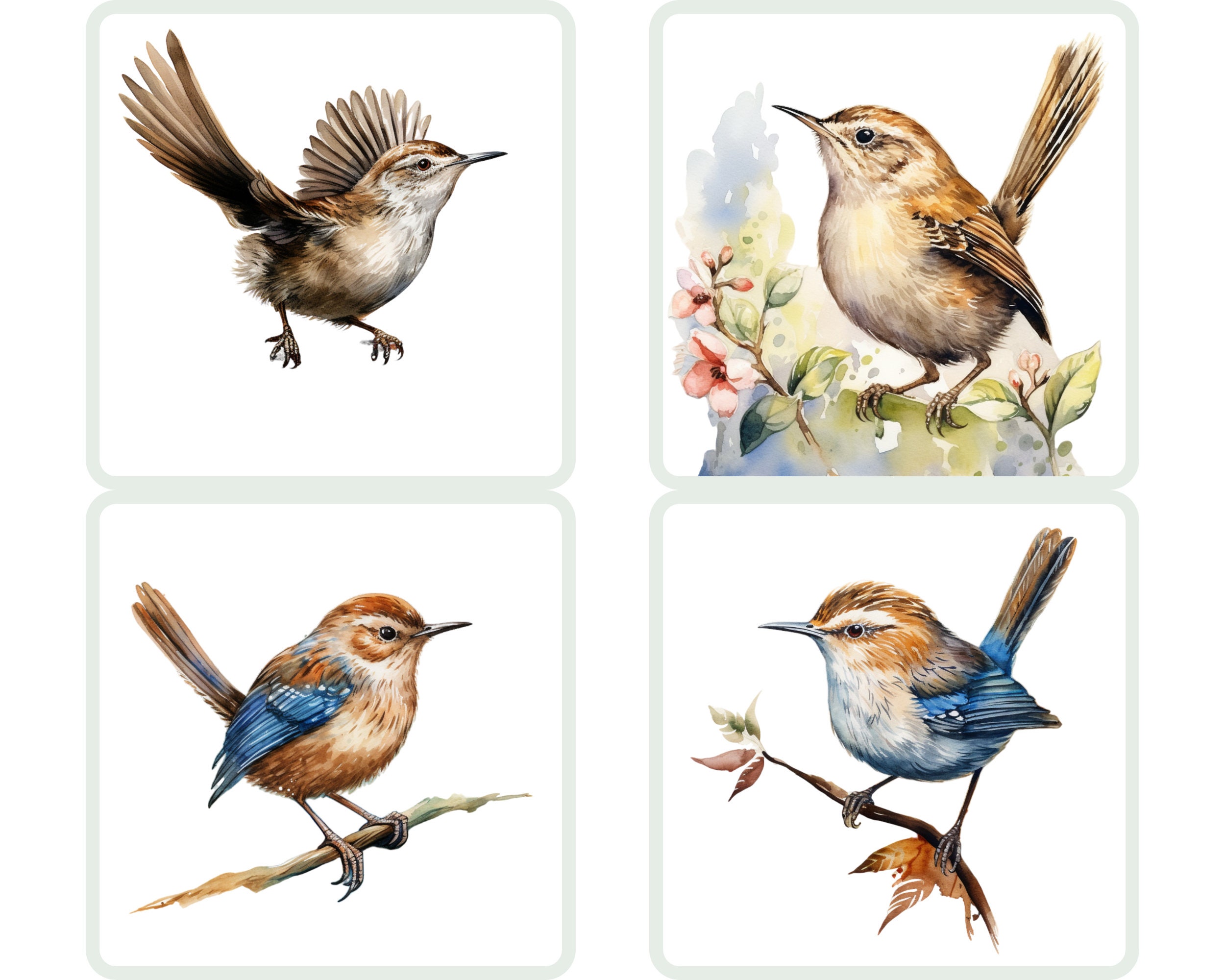 Watercolor Wren Clipart Bundle, Bird PNG Graphics (digital Printable ...