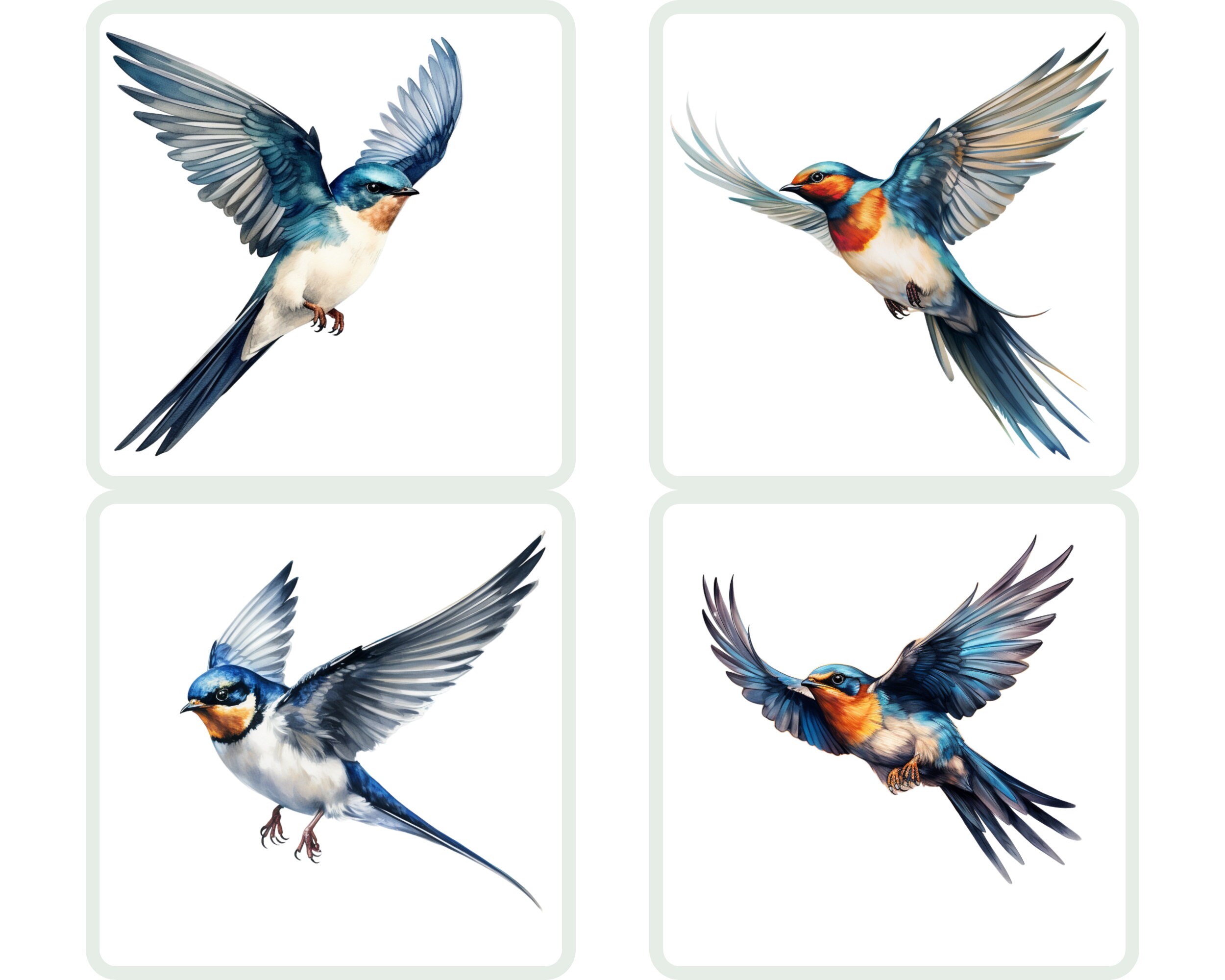 Watercolor Swallow Clipart, Blue Bird Illustration Bundle (PNG Digital ...