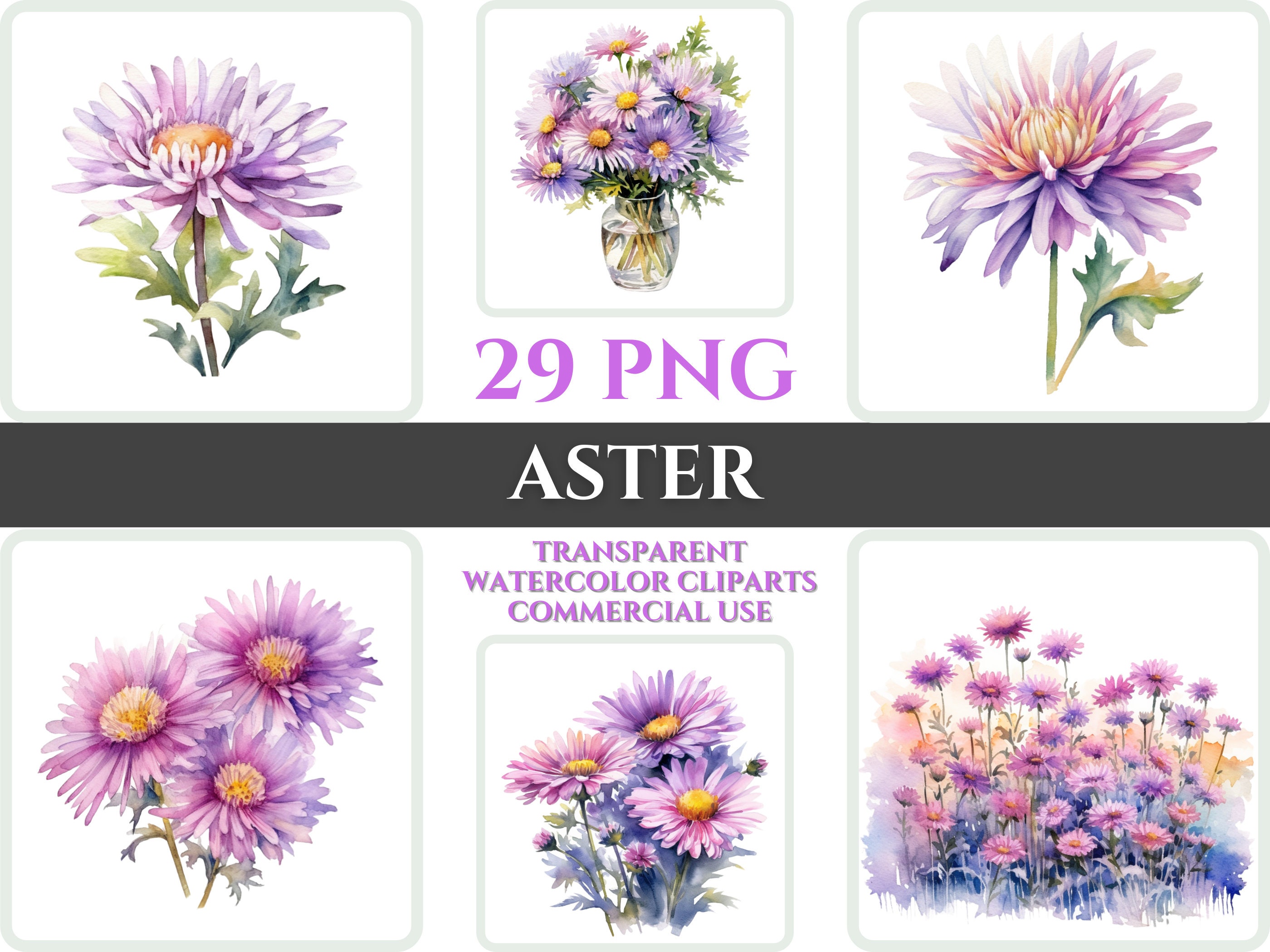 Watercolor Aster Clipart PNG Flower Blossom Image Romantic - Etsy
