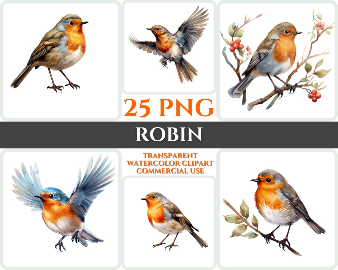 Watercolor Robin Clipart Bundle, Bird Illustrations (PNG Digital ...