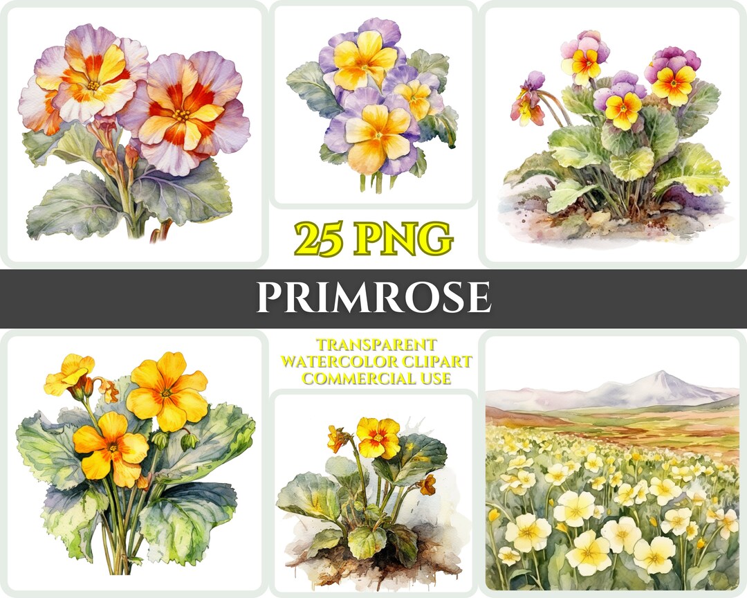 Watercolor Primrose Clipart: Floral PNG Images (digital Download) - Etsy