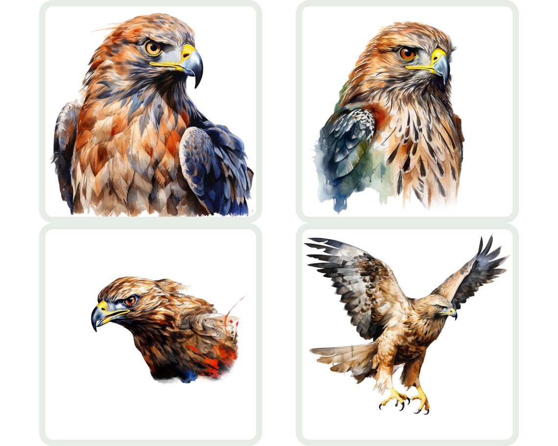 Watercolor Hawk Clipart Majestic Brown Bird Fly Bundle Sublimation PNG ...