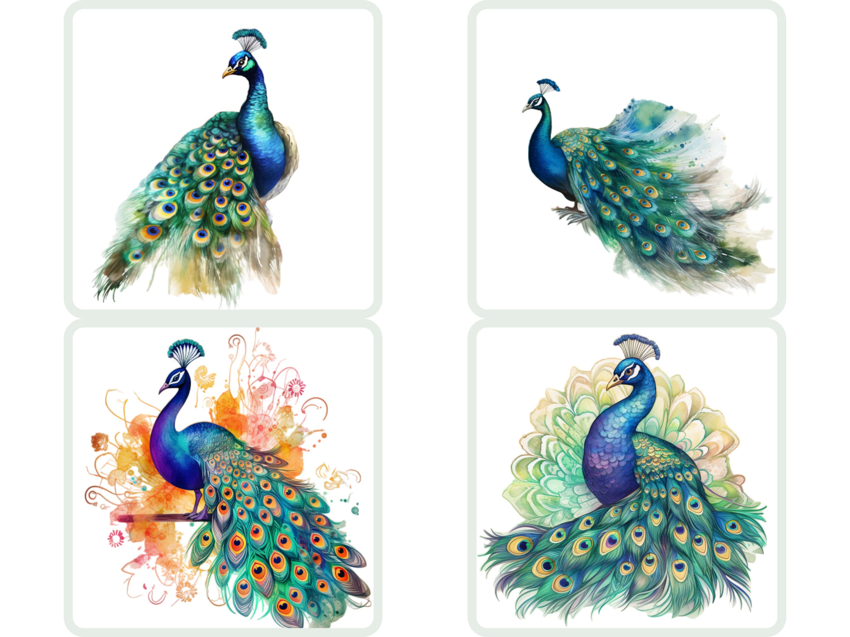 Watercolor Peacock Clipart Bundle, Nursery Decor (digital Download) - Etsy