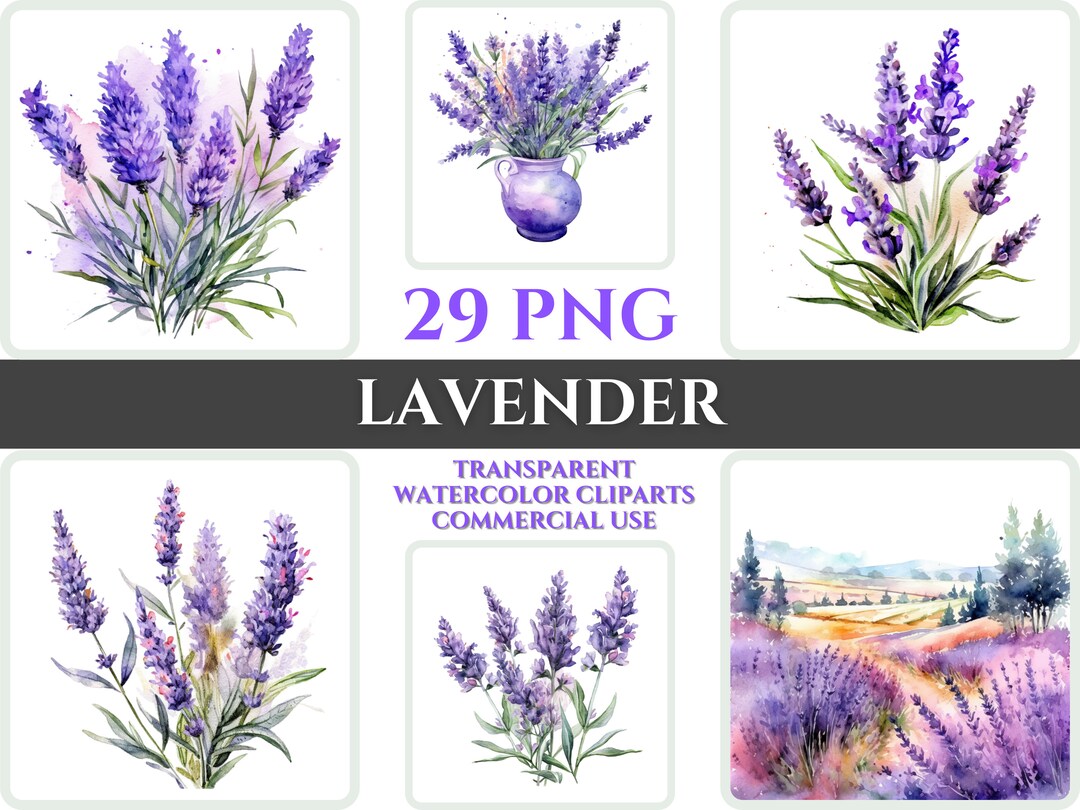 Watercolor Lavender Clipart: Floral PNG Images (digital Download) - Etsy