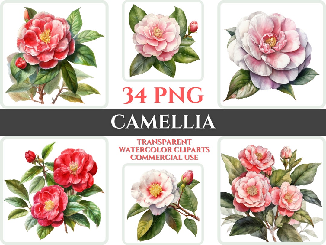 Watercolor Camellia Clipart PNG Flower Blossom Image Romantic File ...