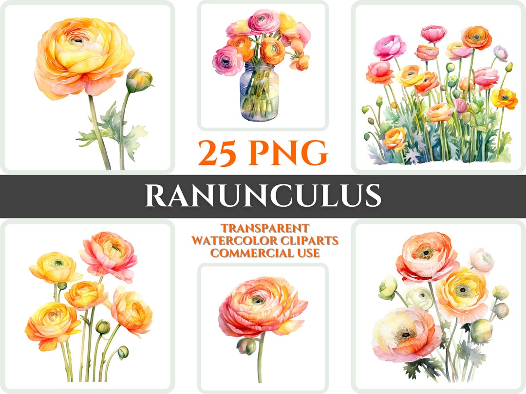 Watercolor Ranunculus Clipart PNG Flower Blossom Image Romantic File ...