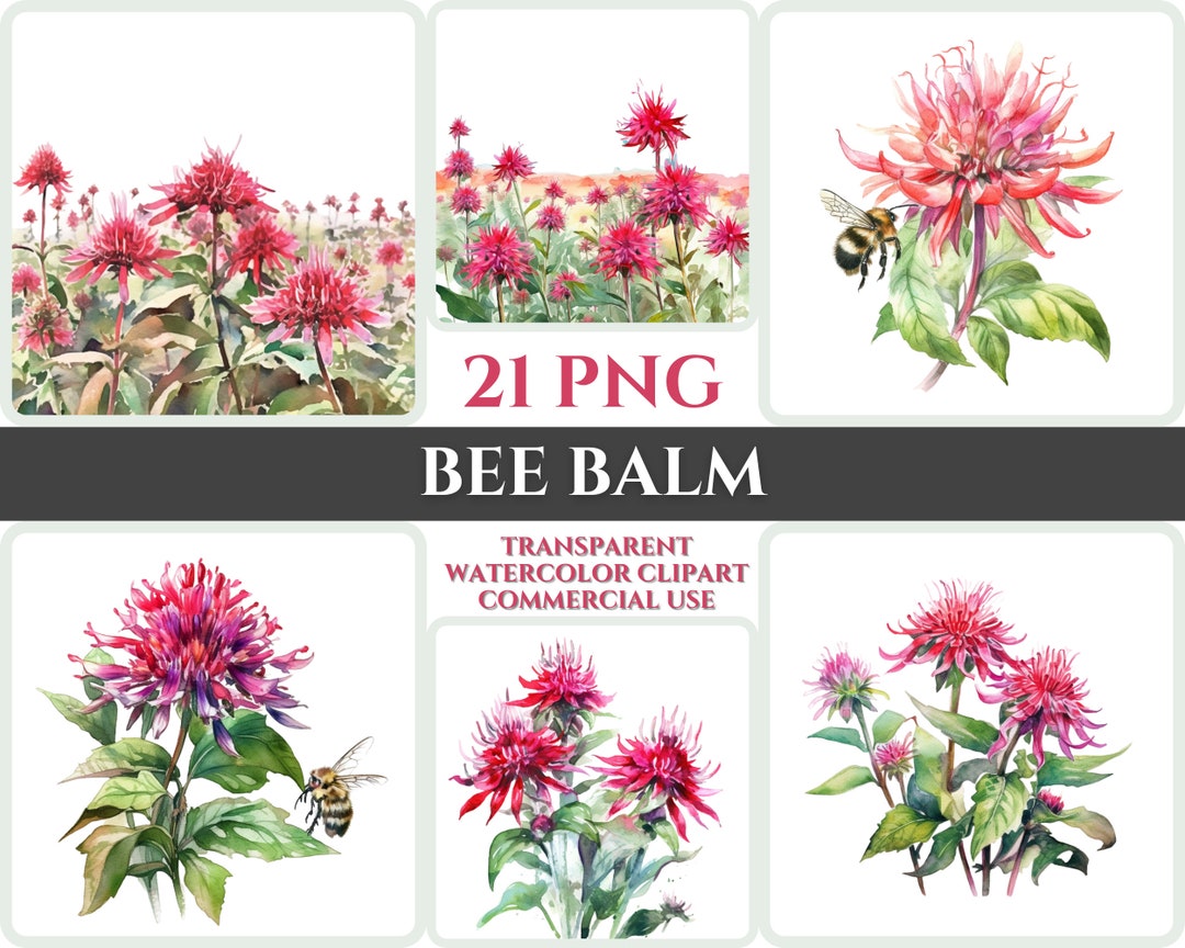 Watercolor Bee Balm Clipart: Vibrant Floral PNG Images (digital ...