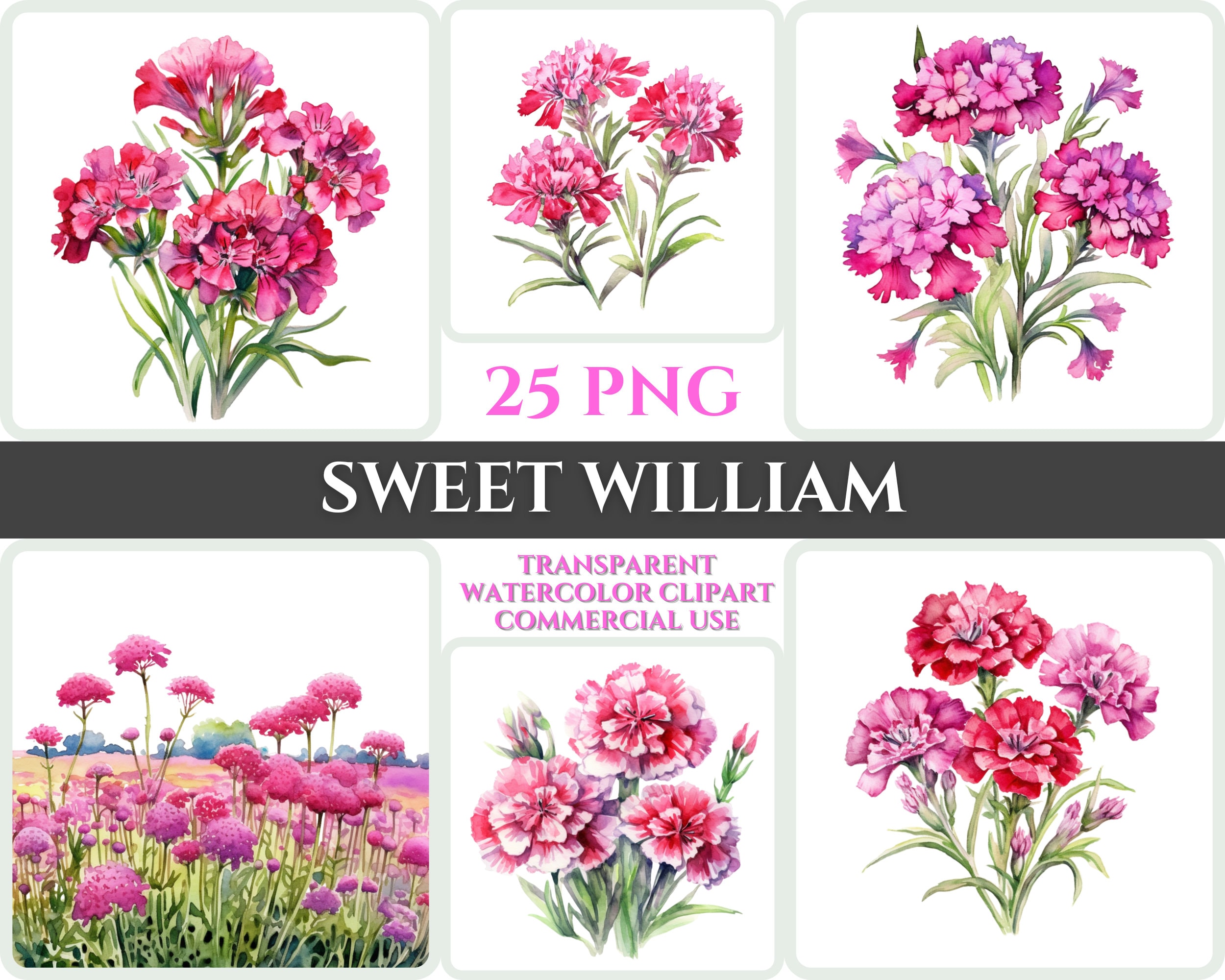 Watercolor Sweet William Clipart: Floral PNG Images (digital Download ...
