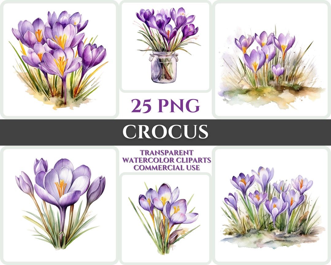 Watercolor Crocus Clipart, Floral PNG Images (digital Download) - Etsy