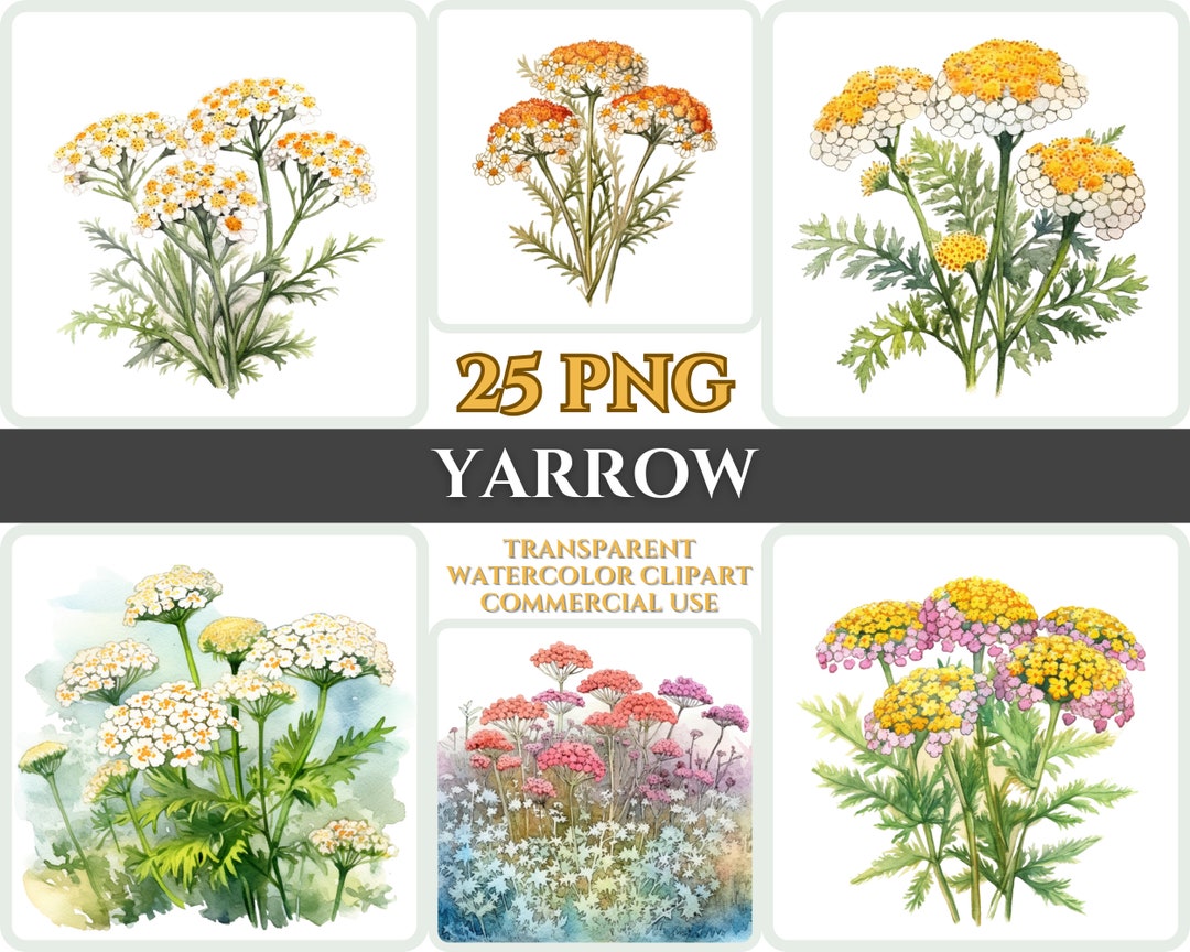 Watercolor Yarrow Clipart PNG Flower Blossom Image Romantic File ...