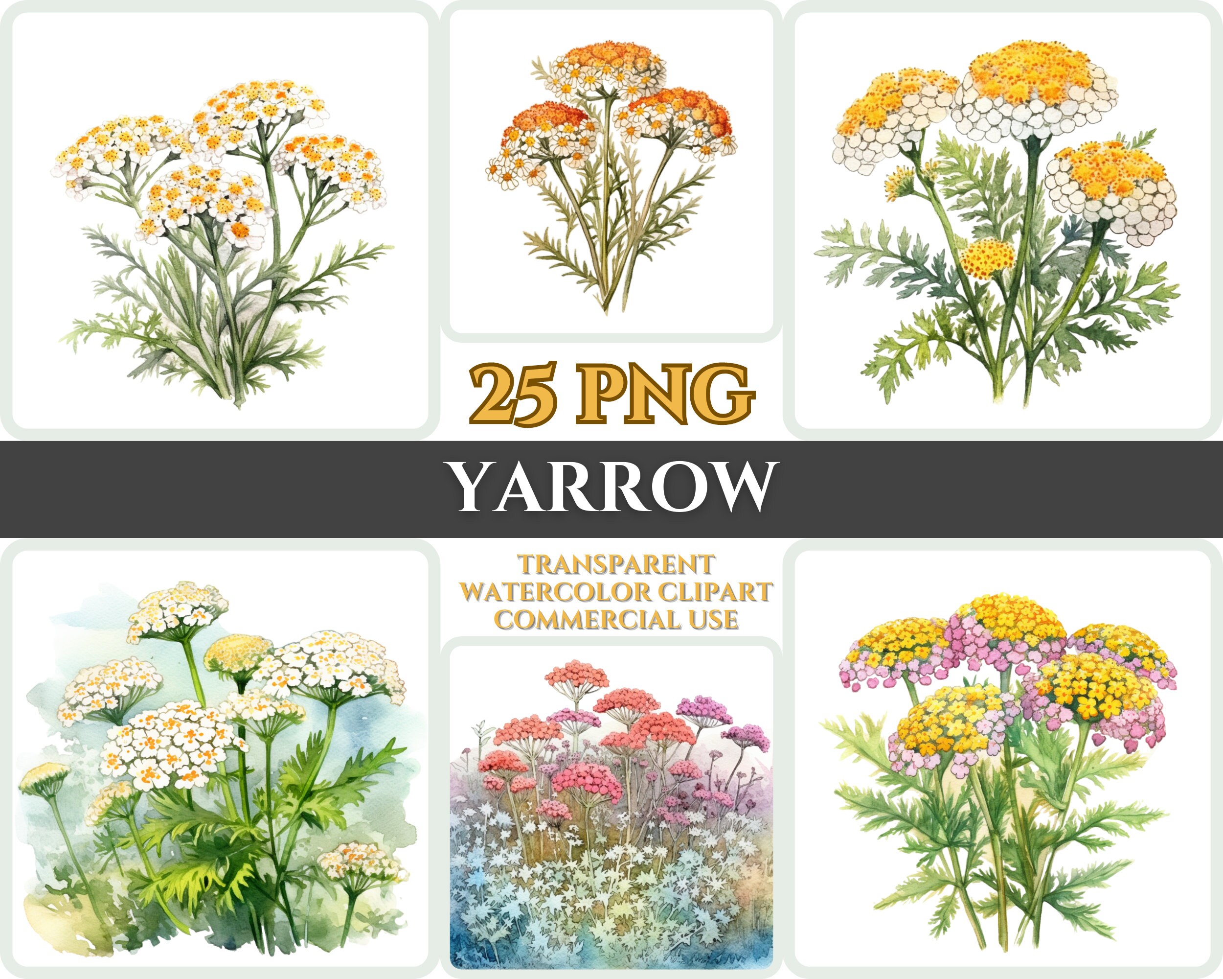 Watercolor Yarrow Clipart PNG Flower Blossom Image Romantic File ...