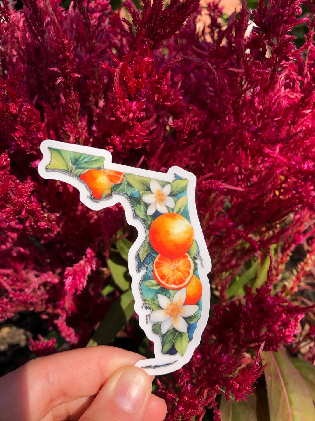 Florida State Outline With Oranges and Orange Blossoms With Clear ...
