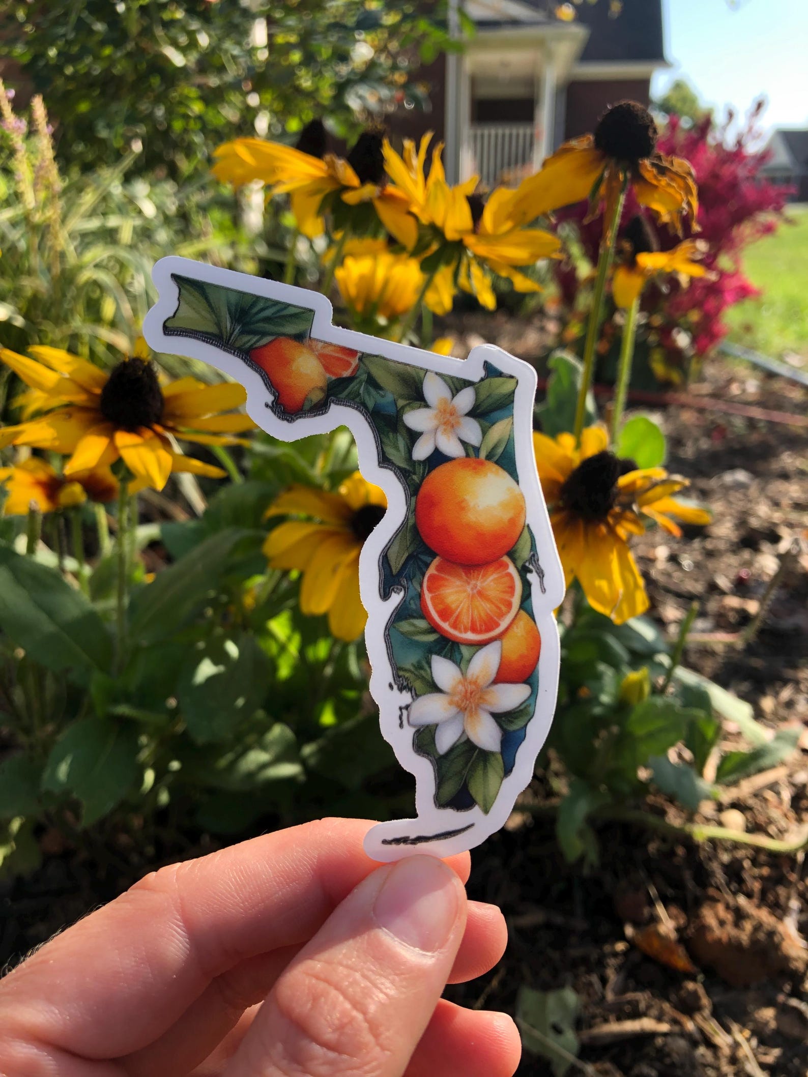 Florida State Outline With Oranges and Orange Blossoms With Clear ...
