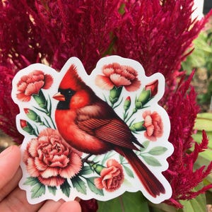 Cardinal Bird on Carnation Flowers Clear Background Sticker | Bird ...