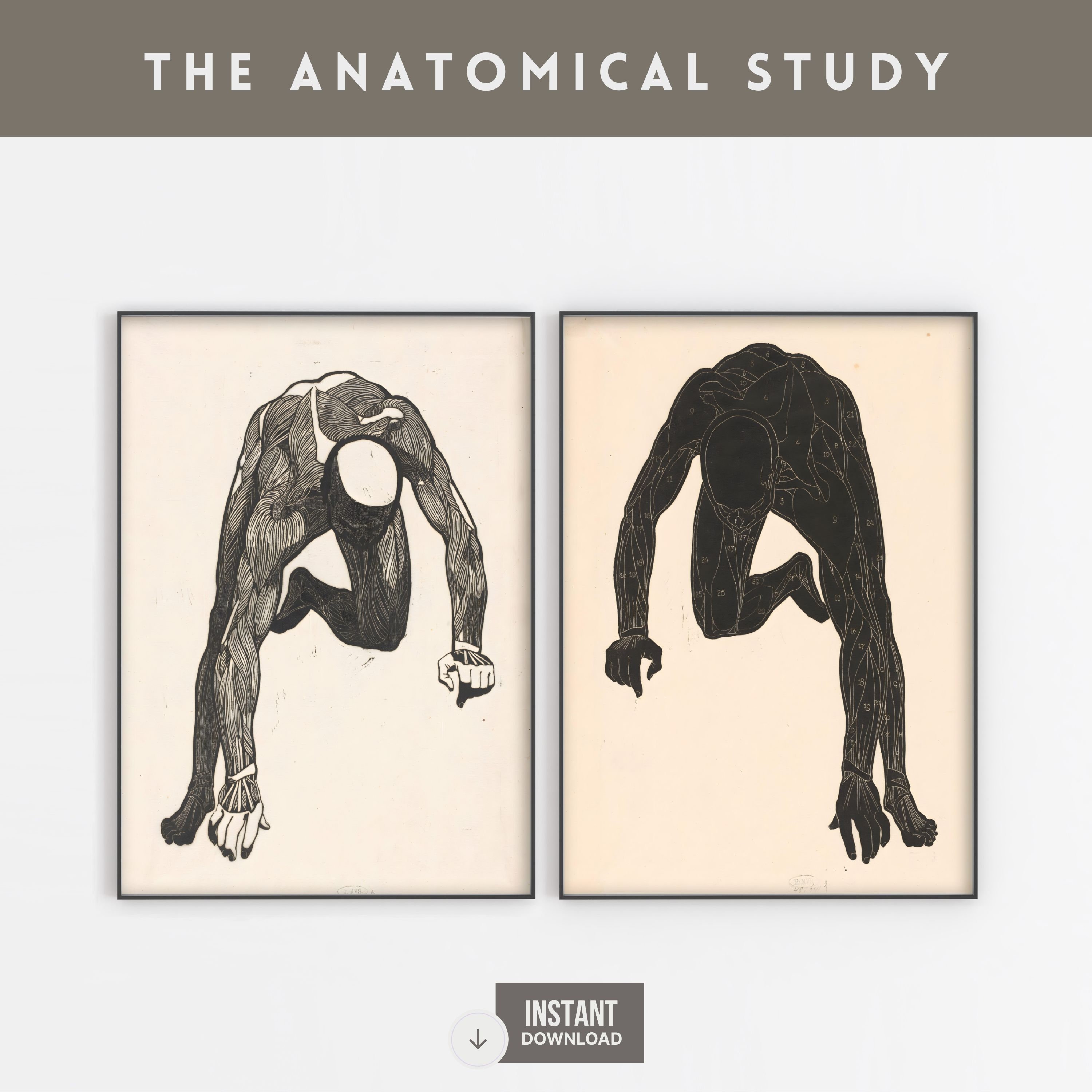 Anatomy Art, Anatomy Decor, Anatomy Wall Art, Anatomy Print, Human ...