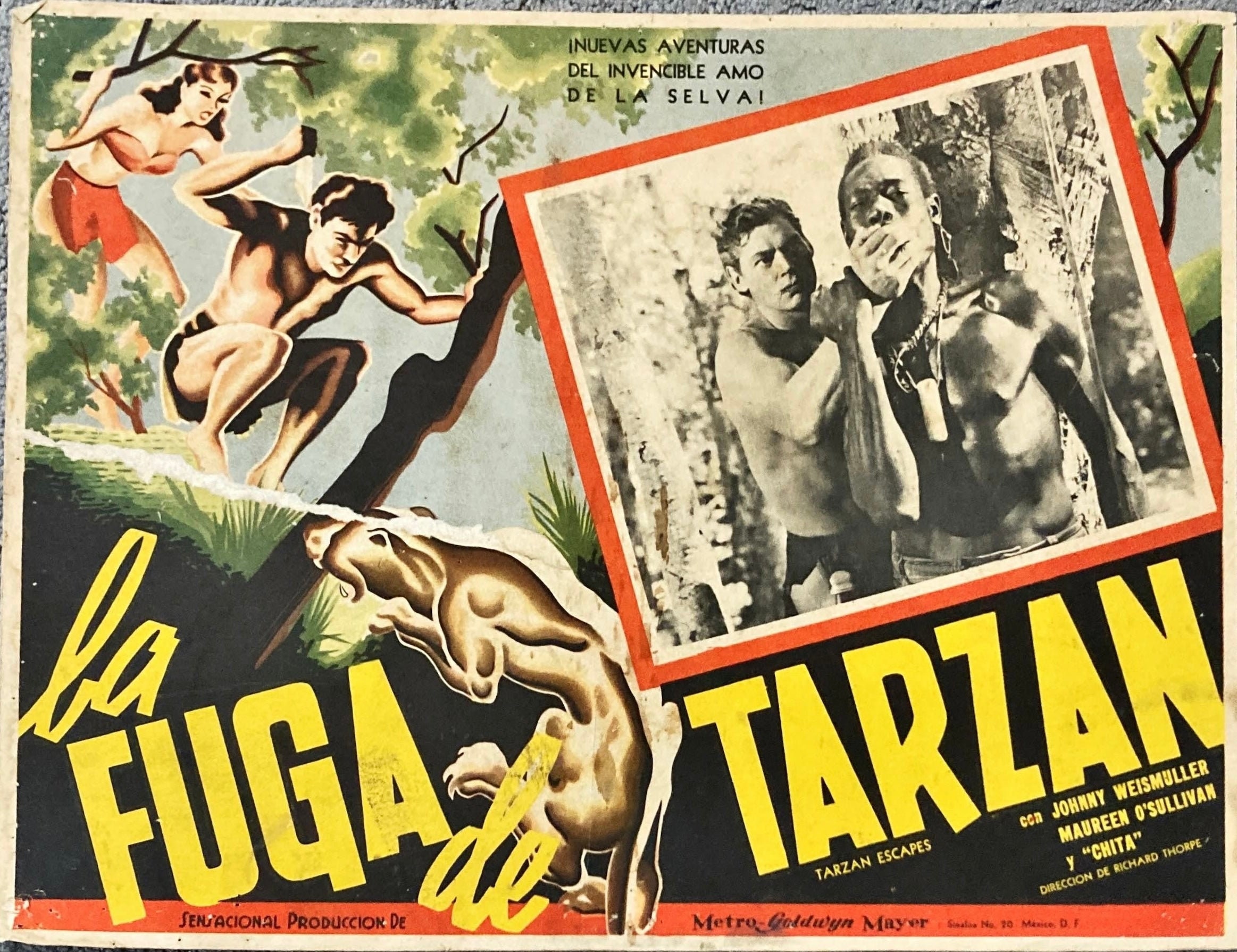 Tarzan johnny Weissmuller Vintage Mexican Lobby Cards Bundle - Etsy