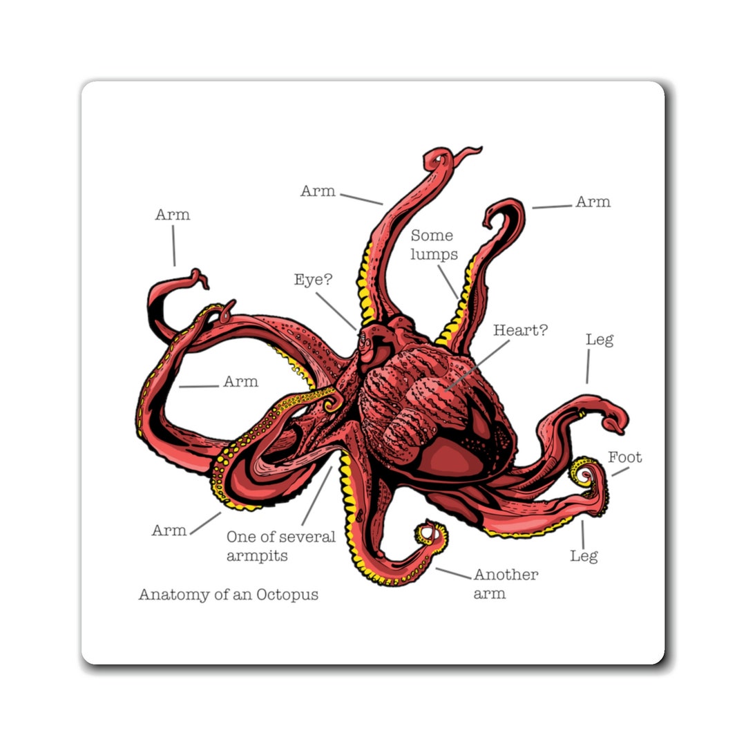 Anatomy of an Octopus Magnet - Etsy