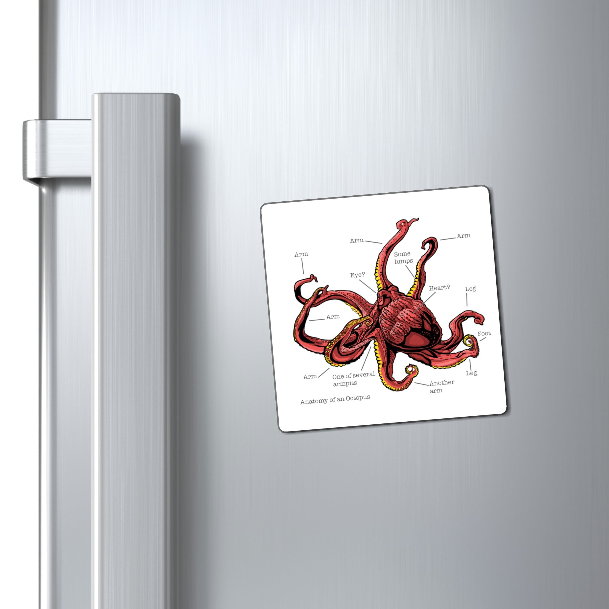 Anatomy of an Octopus Magnet - Etsy