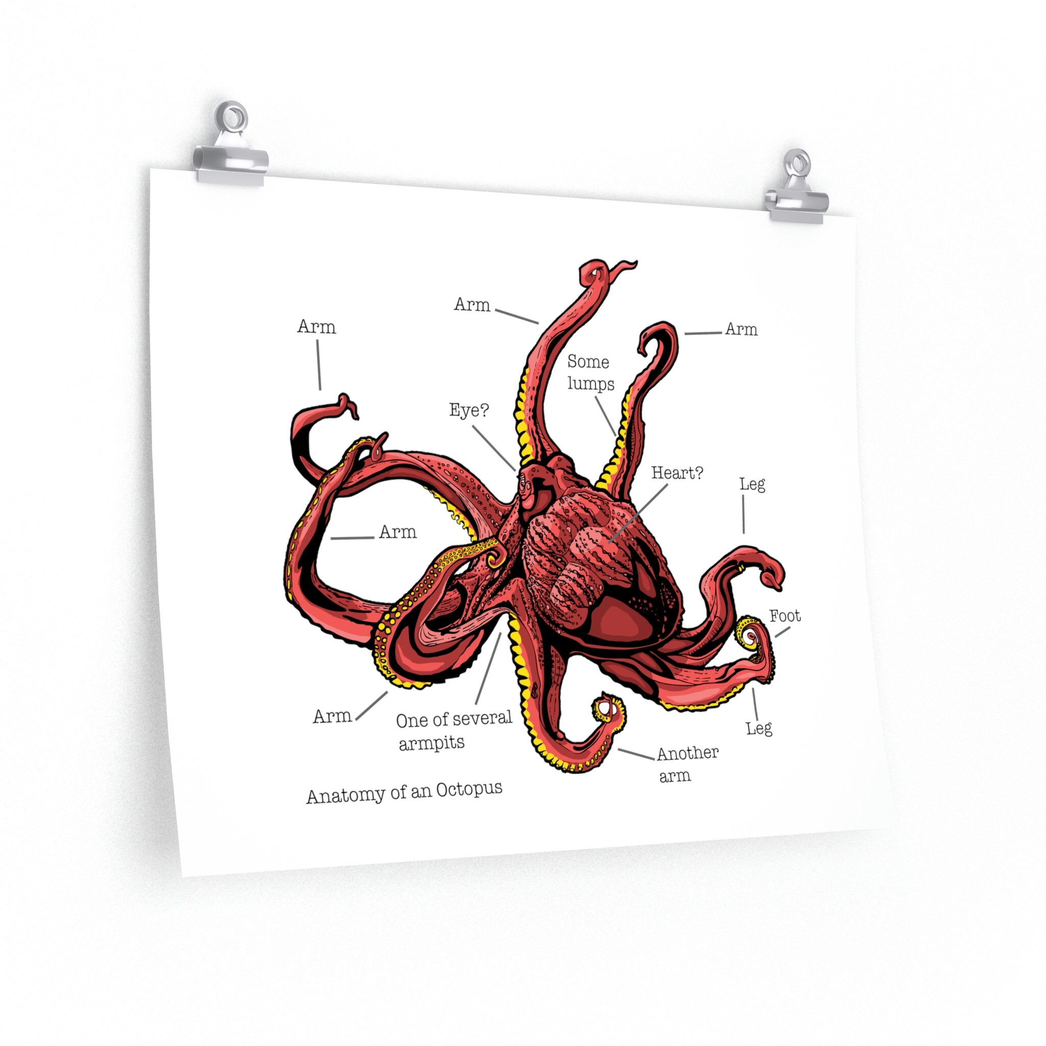 Anatomy of an Octopus Poster - Etsy