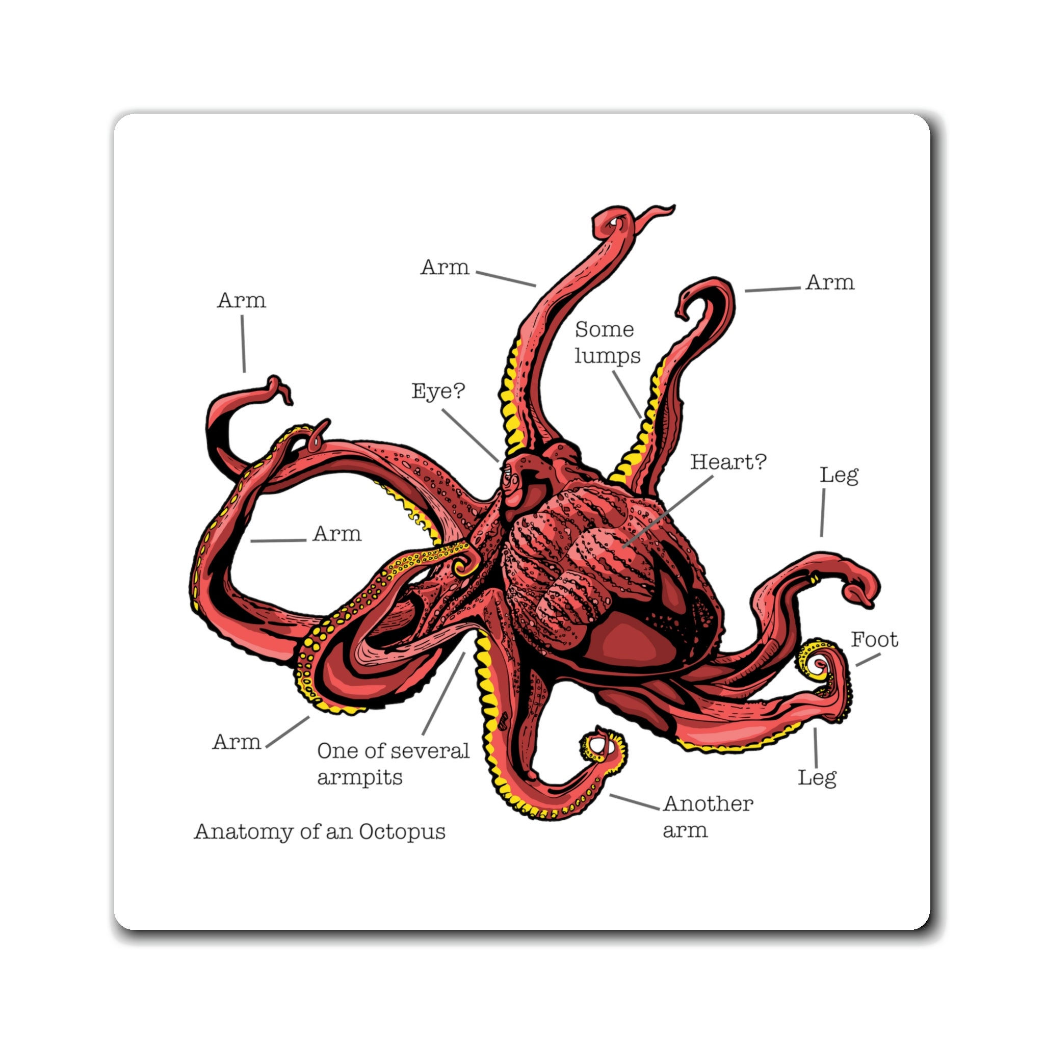 Anatomy of an Octopus Magnet - Etsy