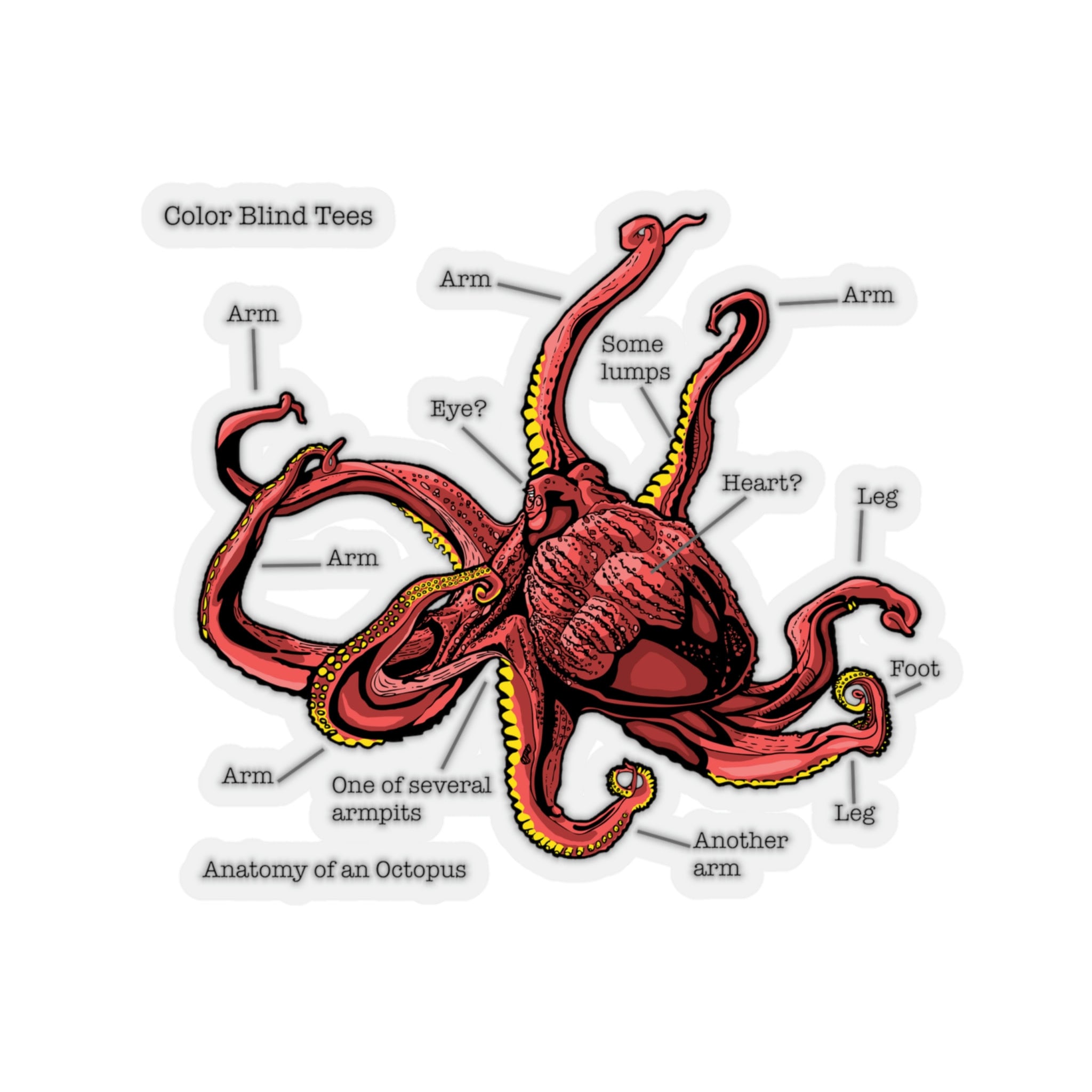 Octopus Anatomy For Kids