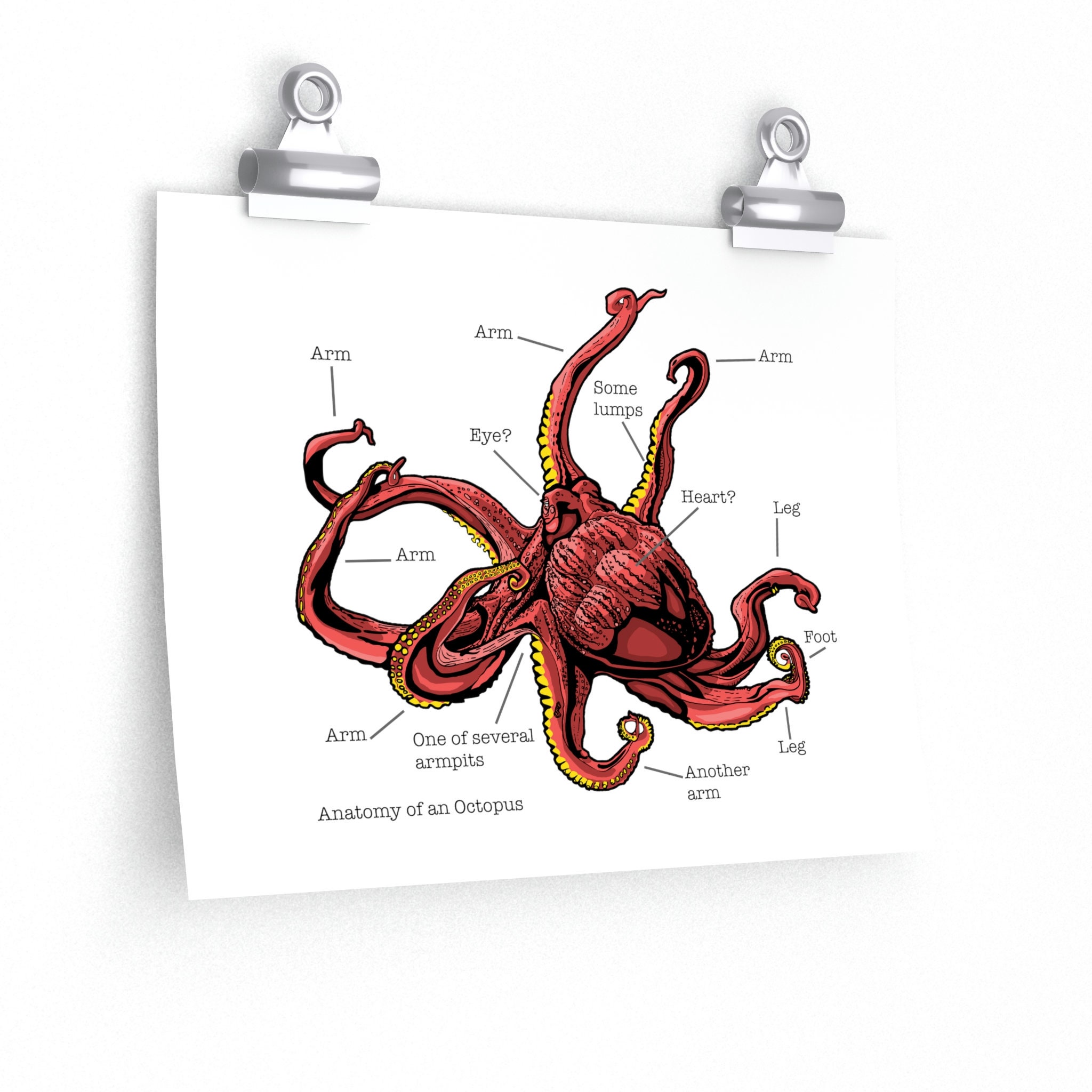 Octopus Dissection