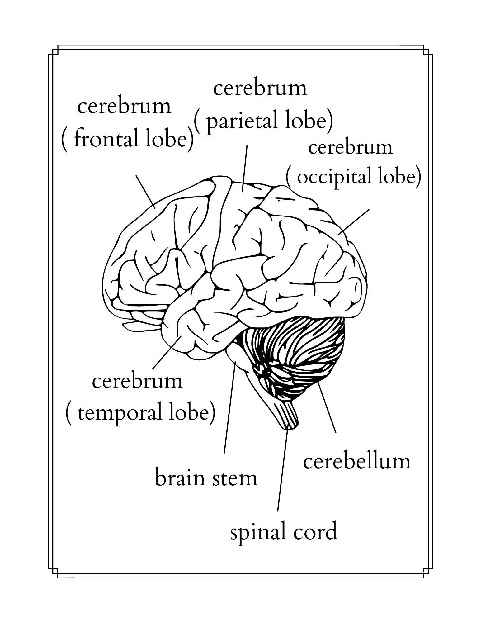 Nervous System Coloring Book With Labels Digital Download Med School ...