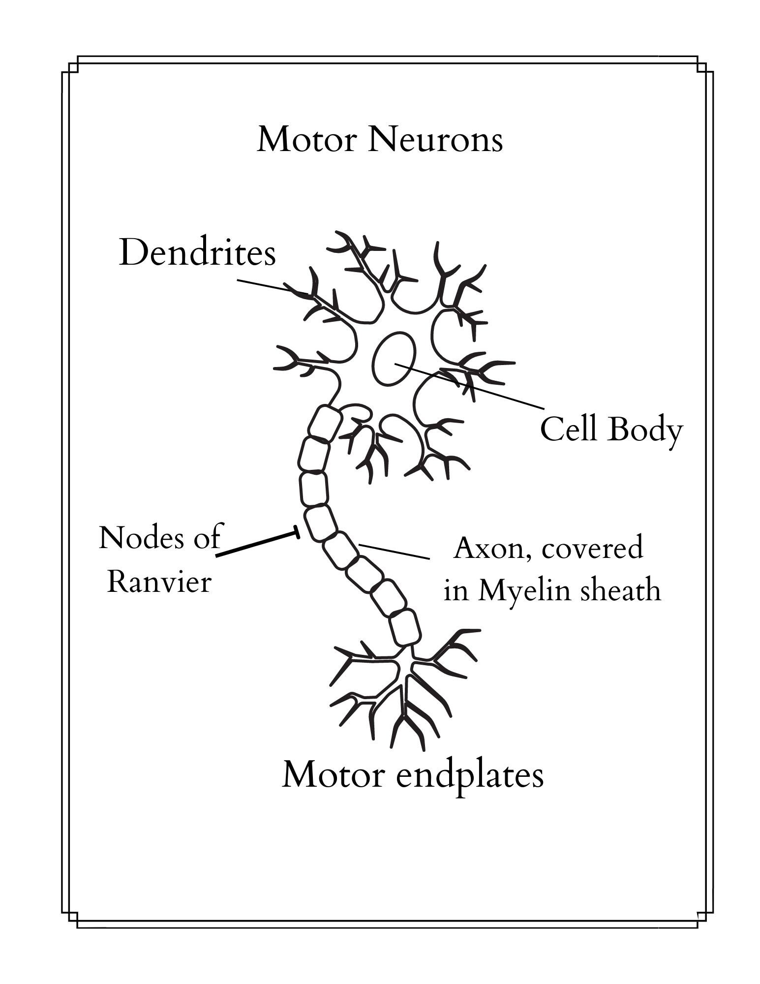 Nervous System Coloring Book With Labels Digital Download Med School ...