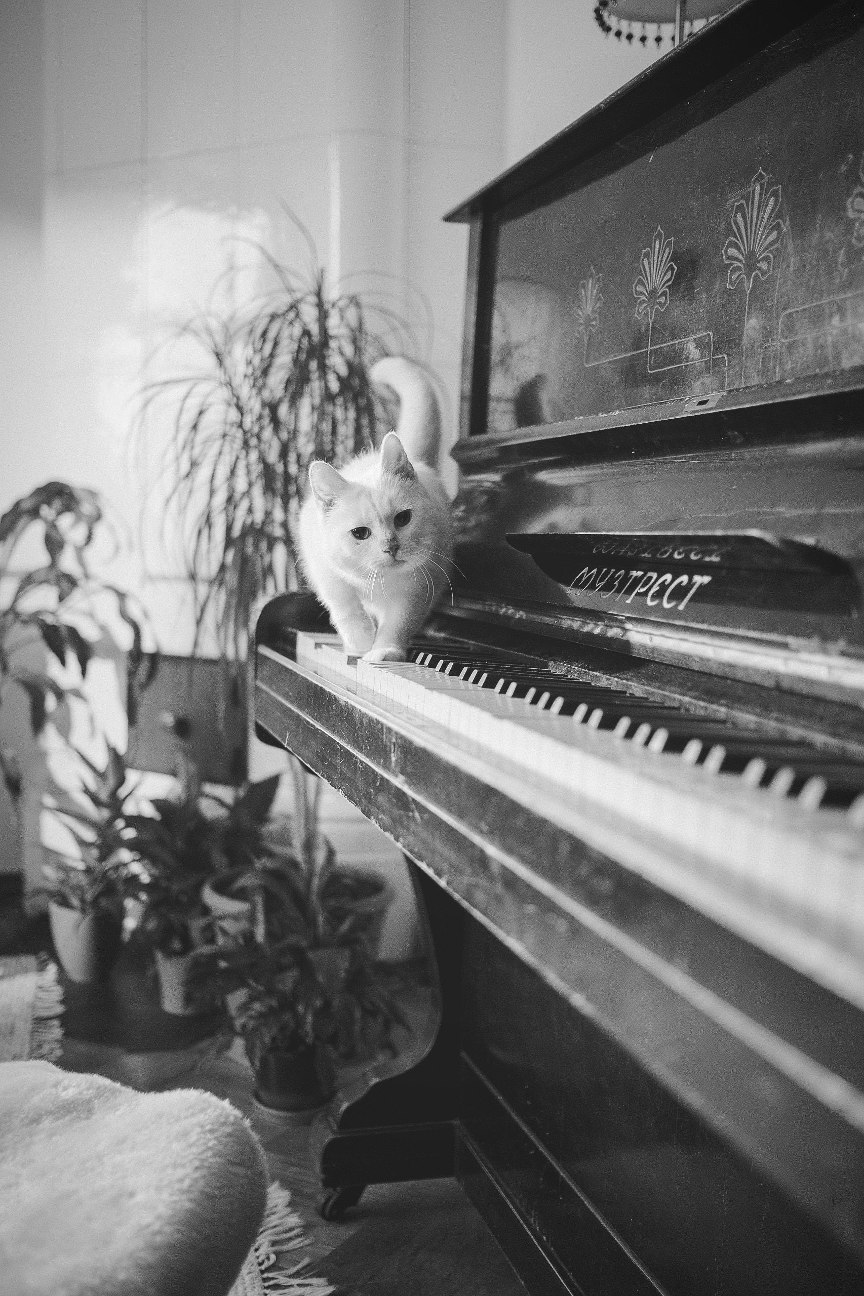 Custom Cat Poster Personalized Cartoon Kitten Photo Pet Wall Art My Pet ...