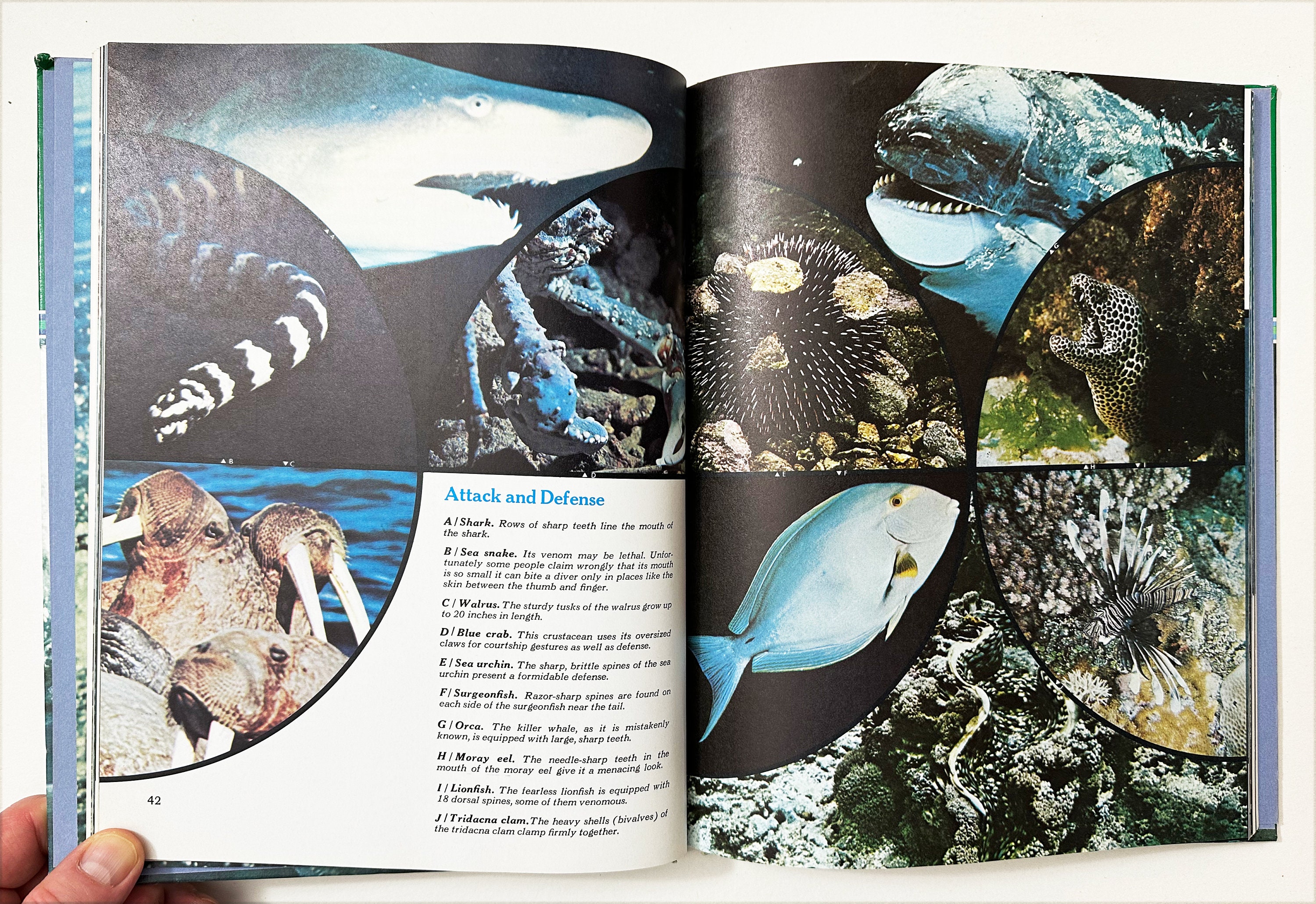 The Ocean World of Jacques Cousteau Vintage Book Series Choose Your ...