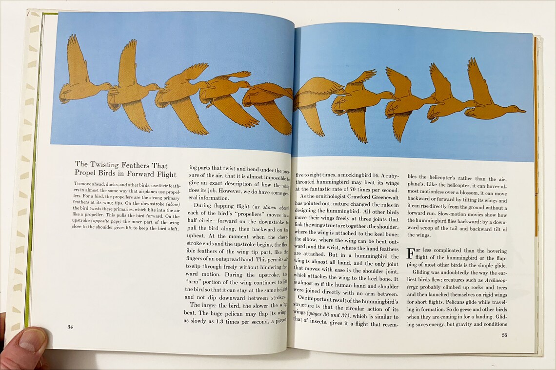 The Birds Young Readers Edition 1967 Vintage Book - Etsy