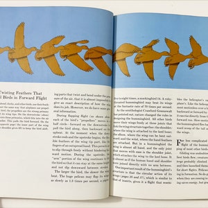 The Birds Young Readers Edition 1967 Vintage Book - Etsy