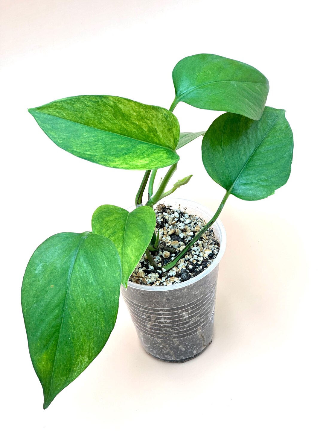 Teruno Hanahana Pothos/japanese Pothos/beautifully Variegated Foliage ...
