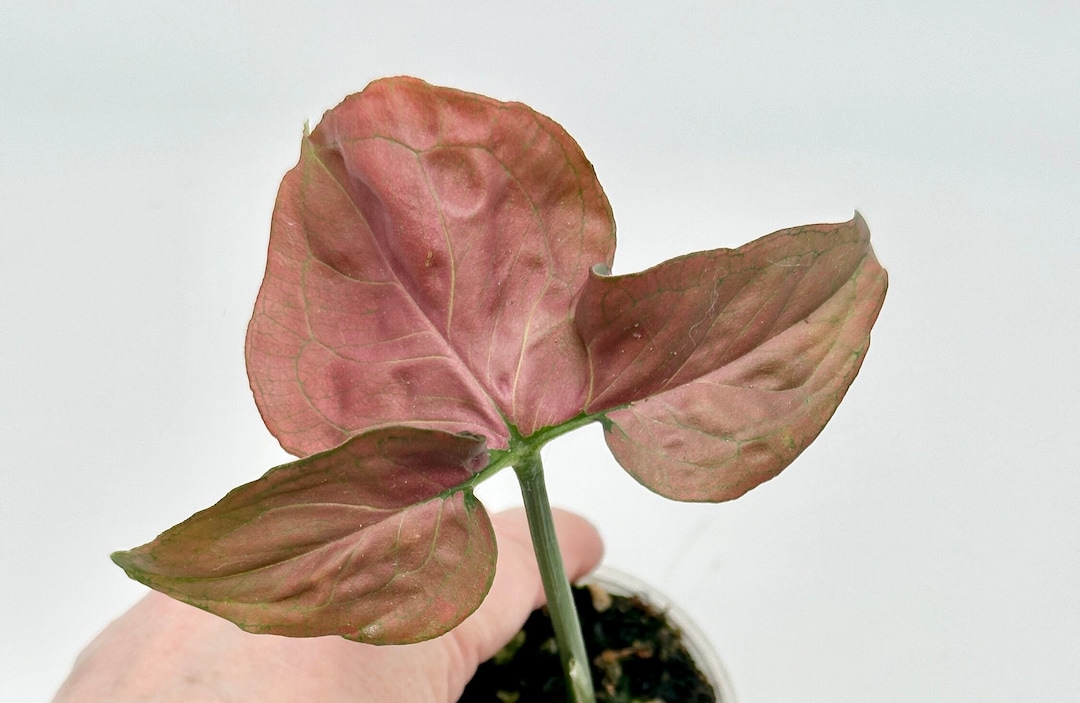 Syngonium Orm Nak Red Fully Rooted Plantlet/ultra Rare - Etsy