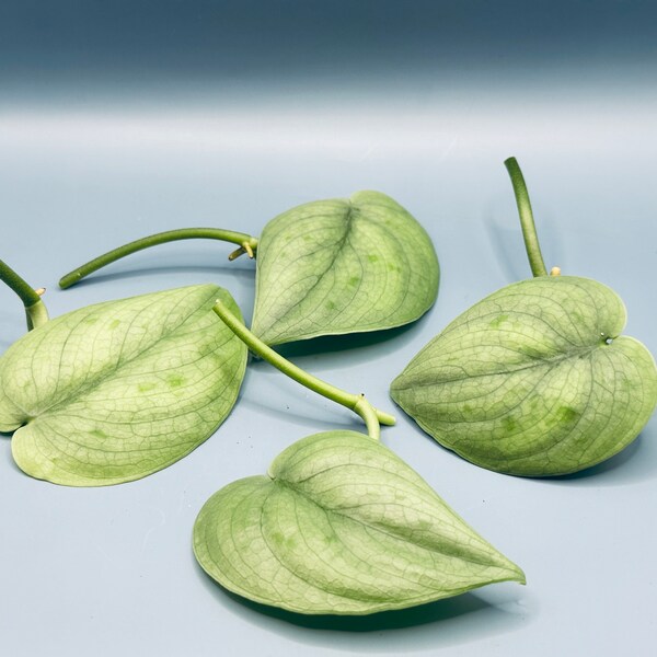 Scindapsus Tattoo - Etsy