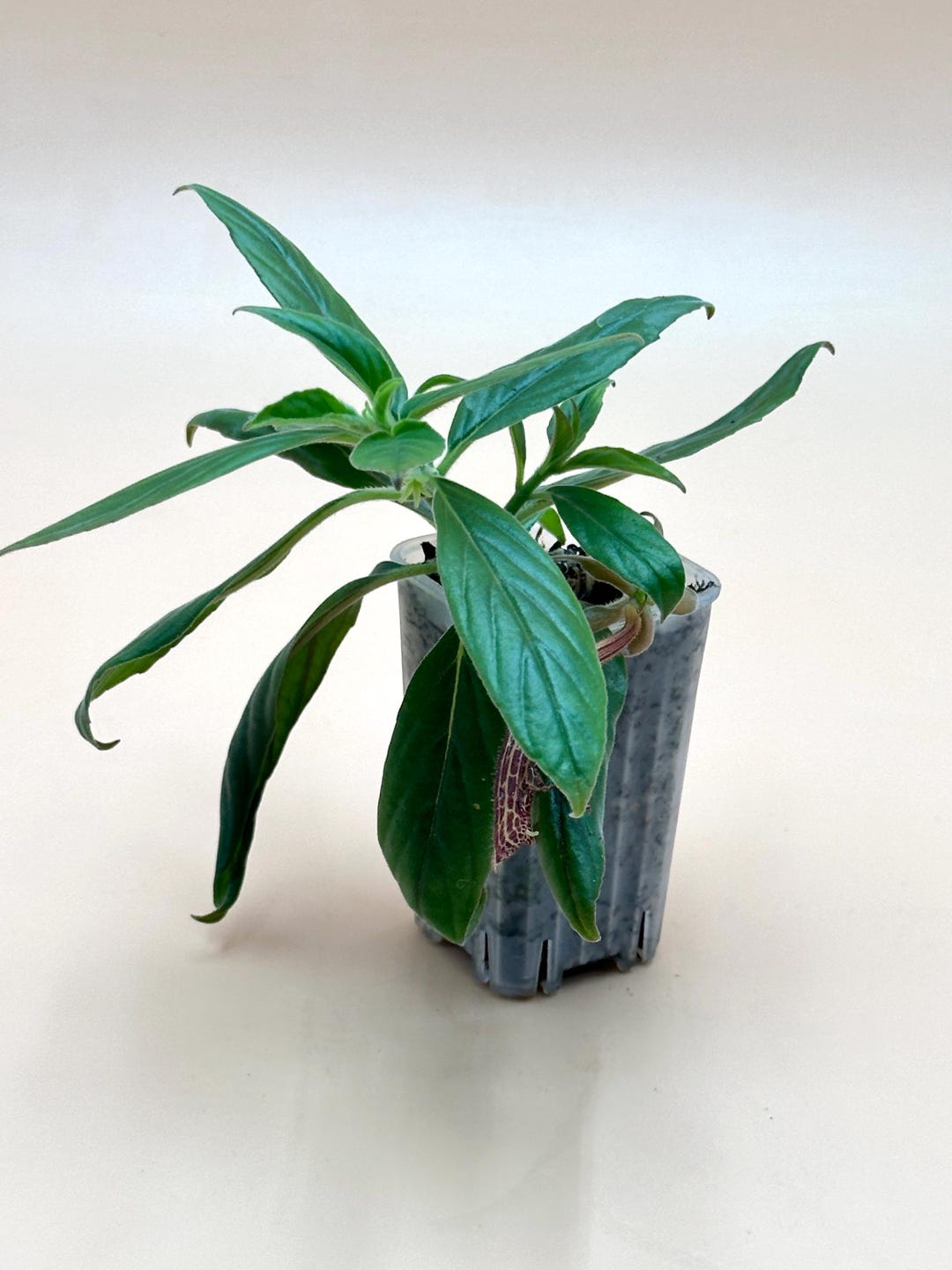 Columnea Scheidiana/rare Columnea With Gorgeous Stripped Orange Blooms ...
