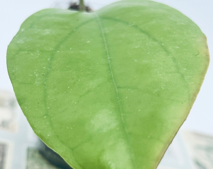 Hoya Cv Valdar, Rarely Offered Collector's Hoya, Lightly Rooted Cutting ...